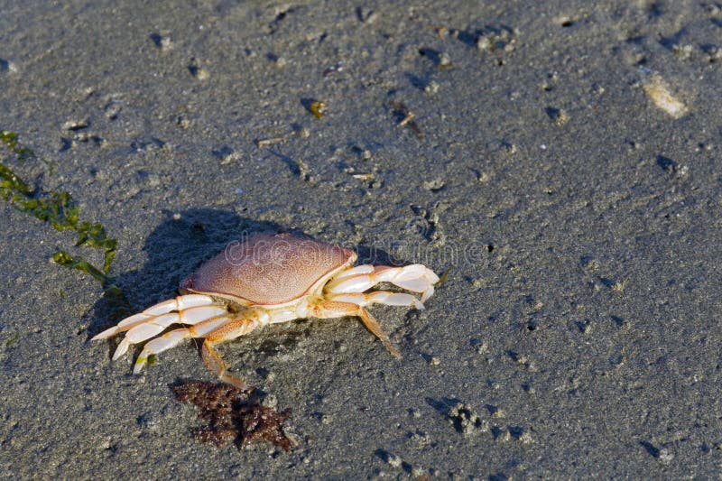Dead Baby Crab Close Up stock photo. Image of creature - 276619992