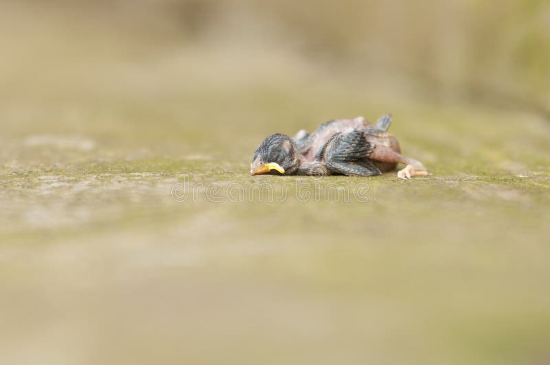 A dead baby robin stock image. Image of board, outdoor - 26118965