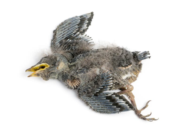 Dead Baby Swallow in State of Decomposition, Hirundinidae Stock Image ...