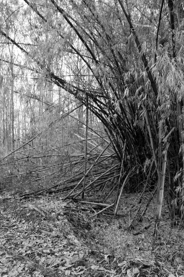 Dead bamboo leaves stock image. Image of leisure, garden - 83886865
