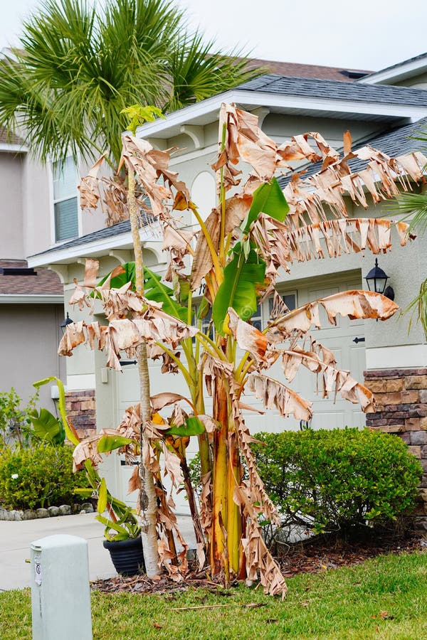 Dead Banana Leaves are Marked with a Brown Color. Stock Photo - Image ...