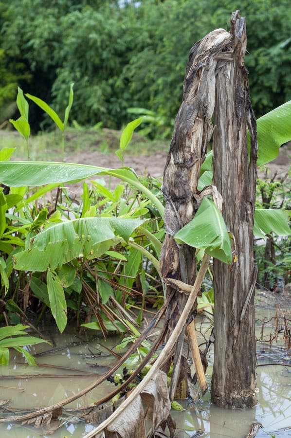 Dead Banana Tree Vertical Stock Photos - Free & Royalty-Free Stock ...