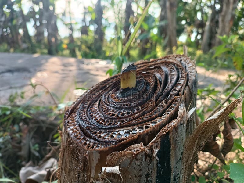 Dead banana tree texture stock image. Image of texture - 264132839