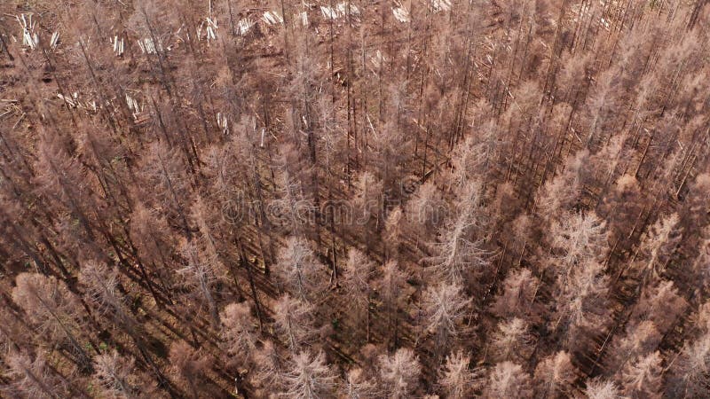 Dead Bark Beetle Infested Forest Filmed from Above Stock Footage ...