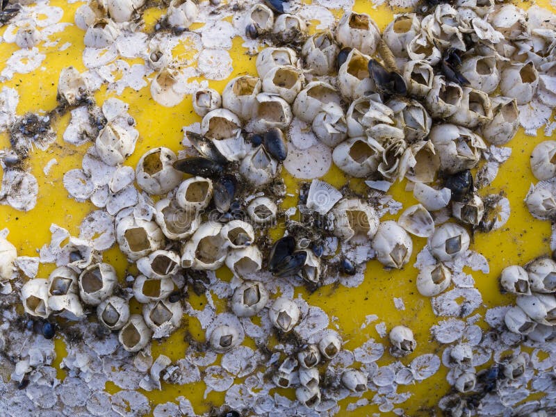 Dead barnacles stock image. Image of white, barnacle - 27303443