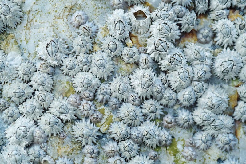 Dead Barnacles stock photo. Image of dock, aqua, barnacles - 70772876