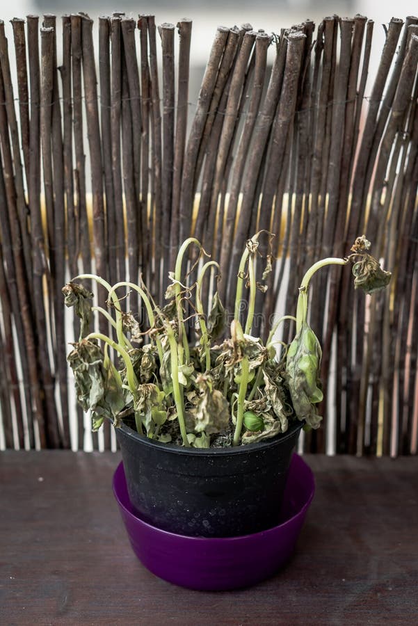 Dead basil plant stock image. Image of dead, purple, lonely - 98531761