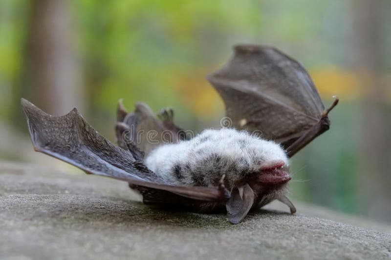Dead Bat Lies on Its Back on a Stone in Forest Stock Image - Image of ...