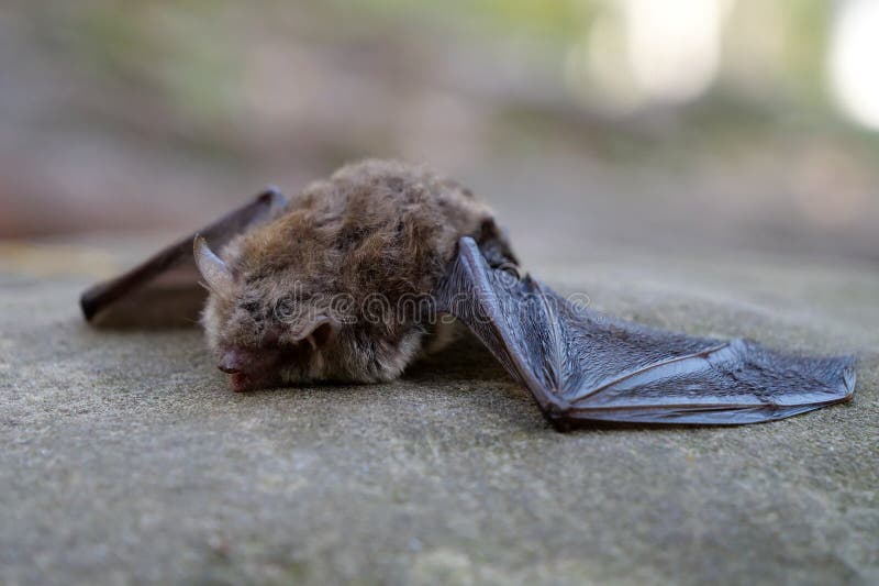 Dead Bat Lies on a Stone in the Forest Stock Image - Image of insect ...