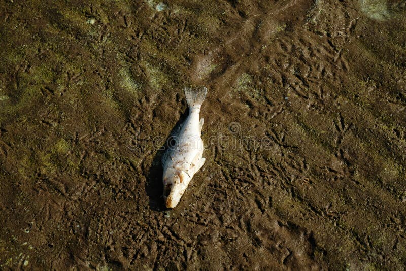 Dead Beached Fish on Sandy Shore after Low Tide, Decomposing Carcass ...