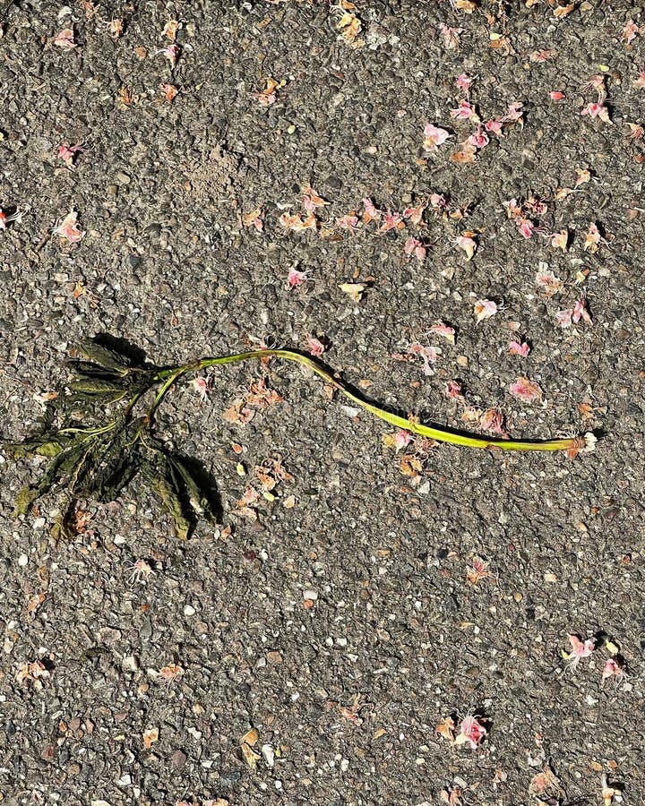 Dead Beauty Spring Flower at the Forest Stock Image - Image of forest ...