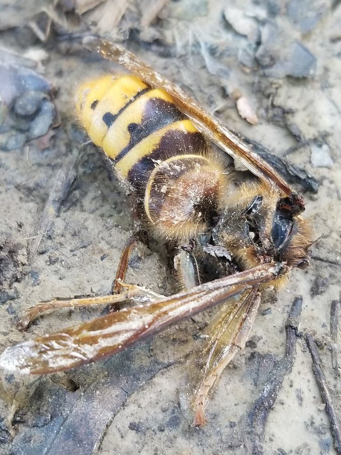 Dead Bee stock image. Image of viruses, pesticide, savethebees - 130205955