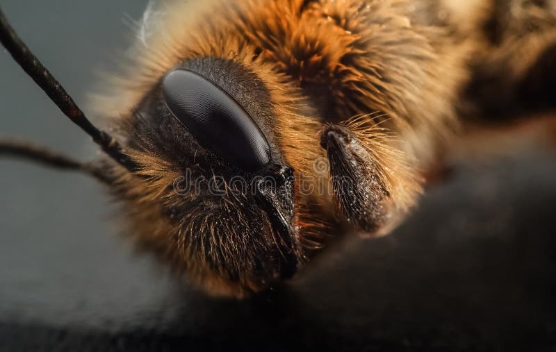 Dead Bee Close Up on Black Background Stock Photo - Image of wing ...