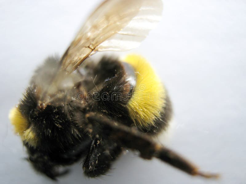 Dead Bee Close-up. the Dead Bumblebee Stock Image - Image of beekeeping ...