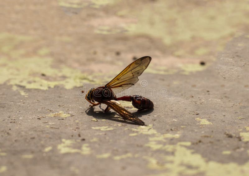 Dead Bee on the Floor. Dead Insects Stock Photo - Image of white ...