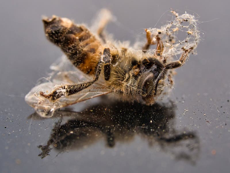 Dead Bee Laying on Its Back Decomposing. Stock Image - Image of macro ...