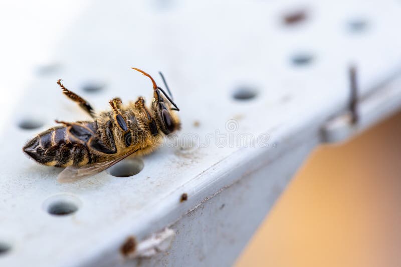 Dead Bee Lies Motionless on Its Back with Folded Wings at the Threshold ...