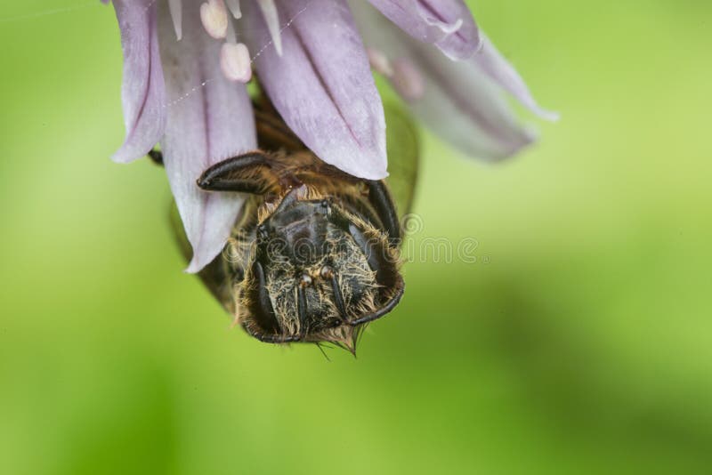 Dead bee stock image. Image of beneficial, transgenic - 42920129