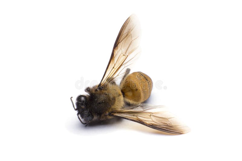 Dead bee stock image. Image of insect, dead, apis, hymenoptera - 60060381