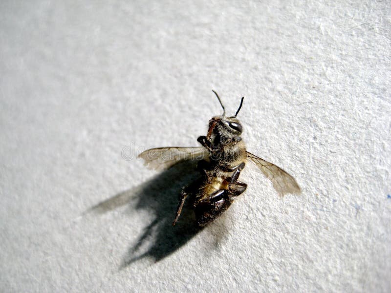 Dead bee stock photo. Image of backgrounds, falseness - 47382158