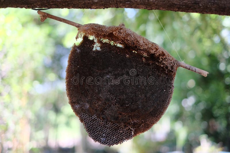 Dead Beehive stock photo. Image of colony, honeyed, honeycomb - 55601934