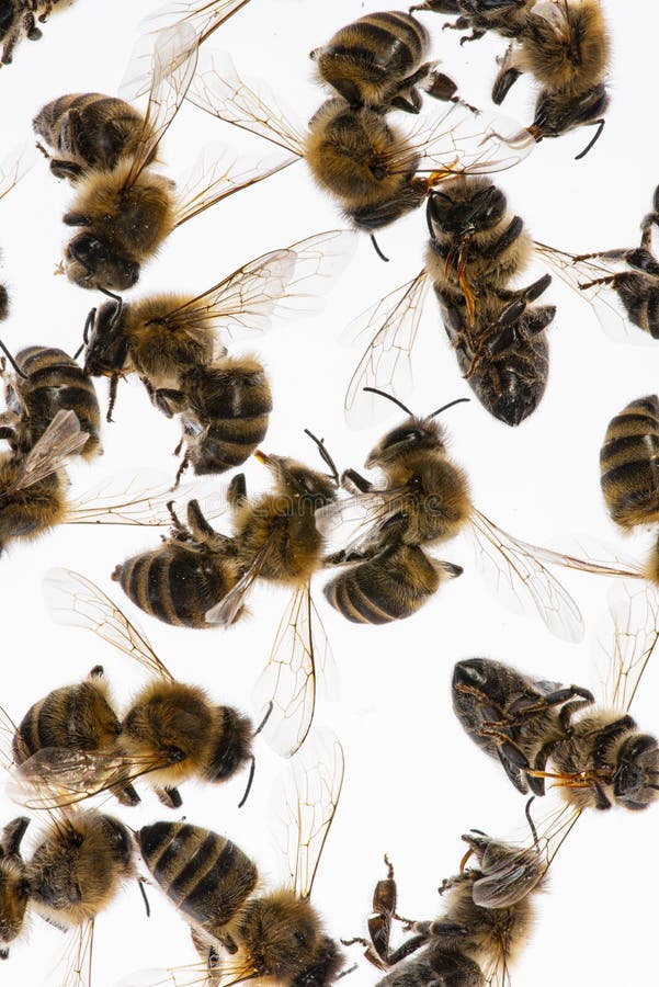 Dead Bees Close Up - Mass Poisoning of Bees - Bee Colony Death Stock ...