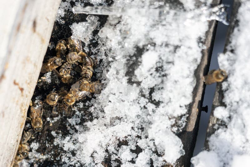 Dead bees covered with ice stock photo. Image of snow - 241505658