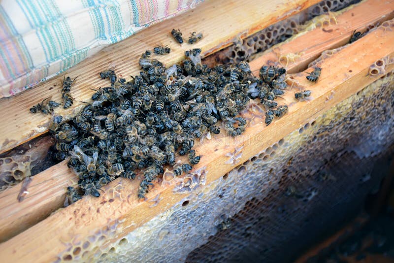 Dead Bees in the Hive To Honey Combs. Beekeeping. Stock Image - Image ...