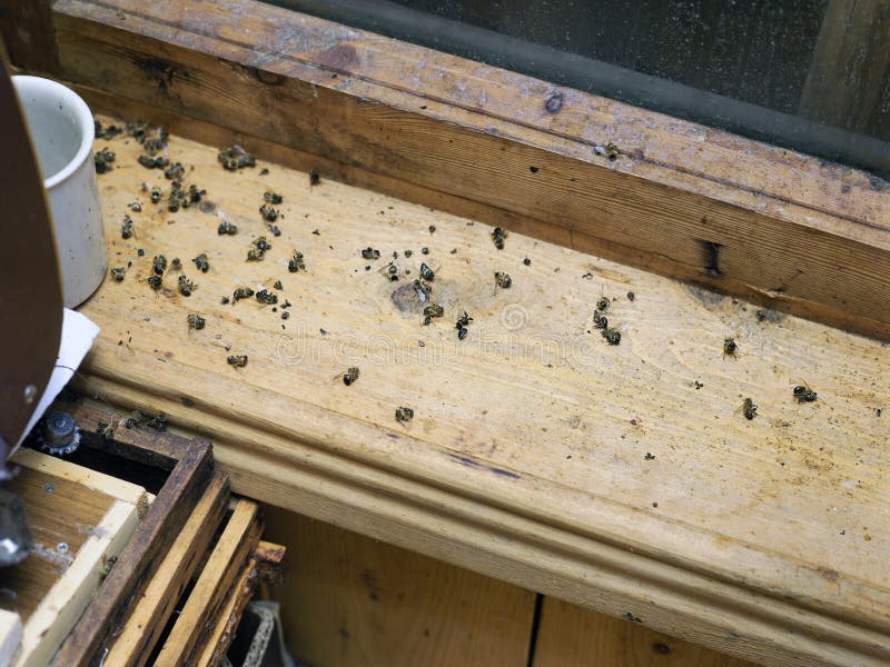 Dead bees on the window stock photo. Image of insects - 203273142