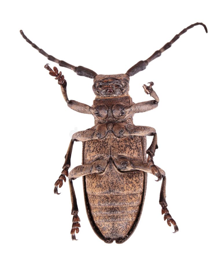 Dead beetle stock photo. Image of insecta, animalia, background - 28079742