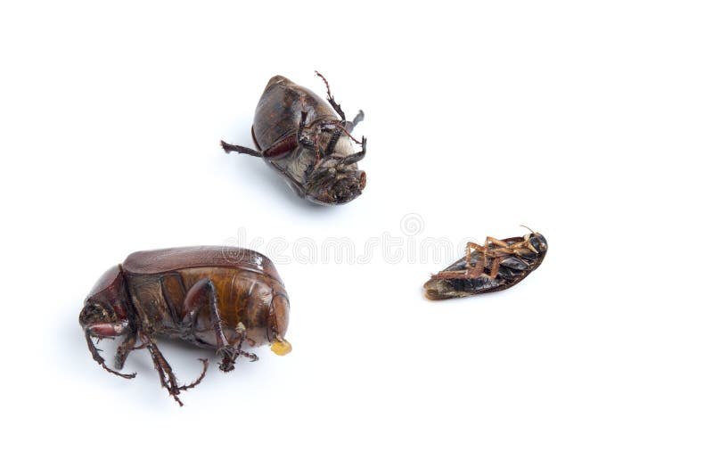 Dead Beetle Insect, 3 Insect Closeup Stock Photo - Image of closeup ...