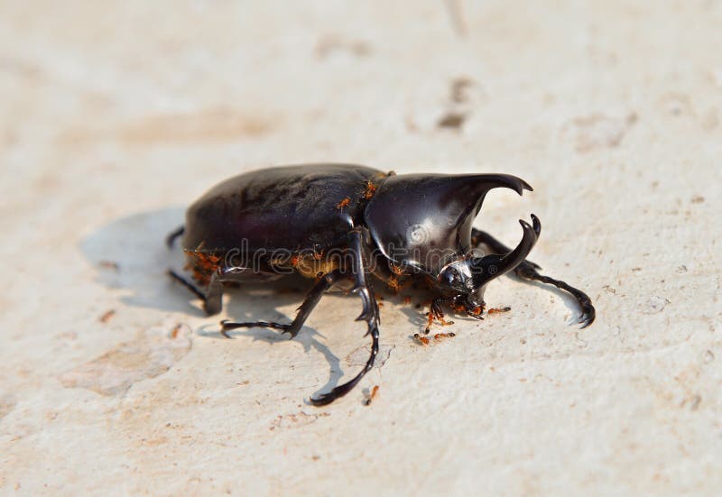 Dead Beetle-Rhinoceros Beetle Stock Image - Image of hair, beetle: 46049633