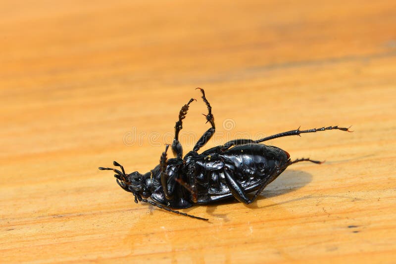 Dead beetle stock image. Image of creature, dead, insect - 56693979