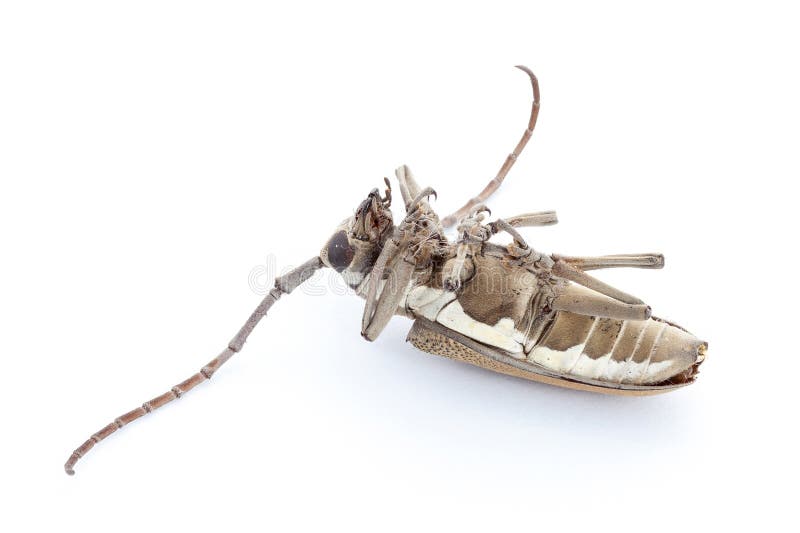 Dead beetle stock image. Image of wildlife, borer, nature - 54622403