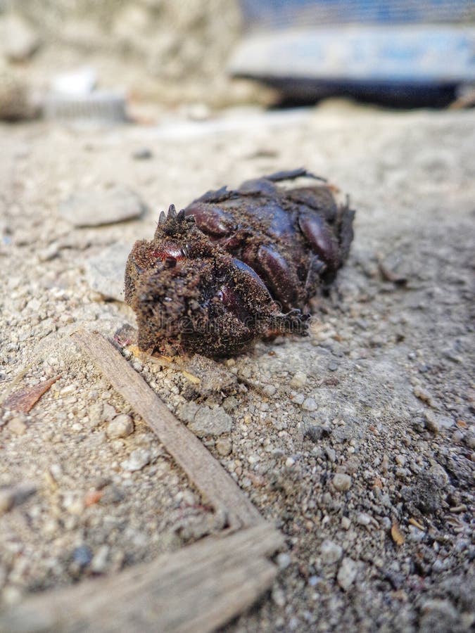 Dead Beetles on the Ground. Stock Image - Image of animals, beetles ...