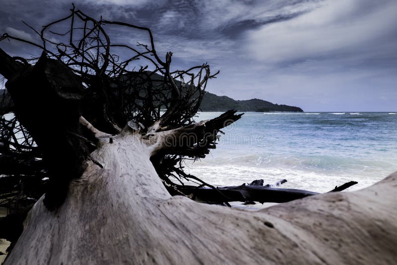 Dead big tree on the shore stock image. Image of beach - 98823141