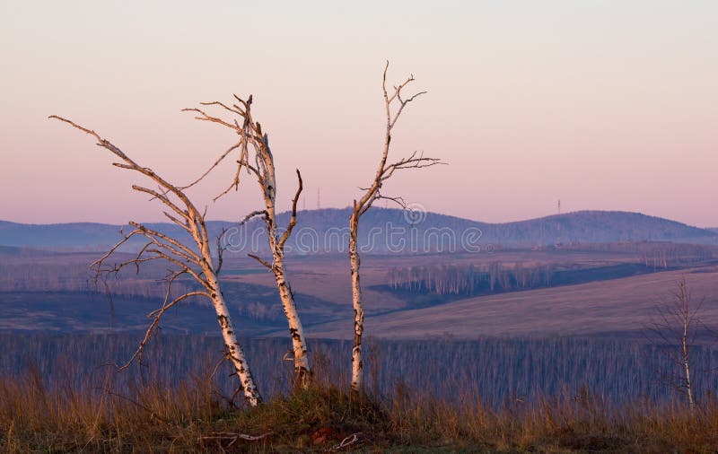 Dead birch at sunrise stock photo. Image of time, nature - 45521836