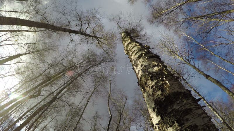 Dead Birch Tree in Forest, Time Lapse 4K Stock Video - Video of light ...