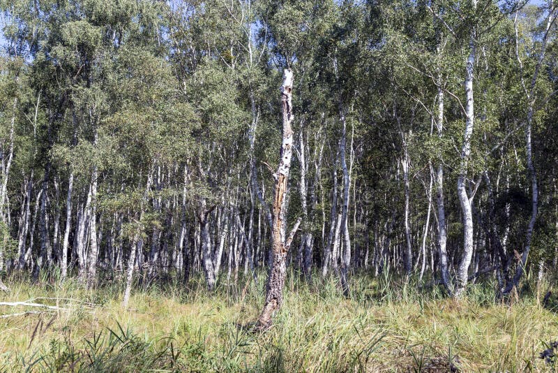 A dead birch tree trunk stock image. Image of dryness - 194872239