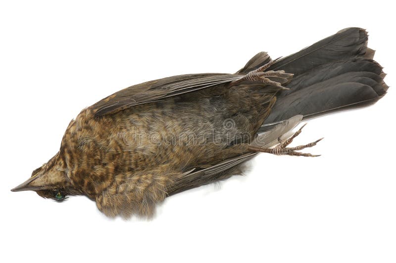 Dead bird stock image. Image of bird, nature, died, kill - 12445479