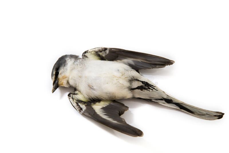Dead Bird Background in Nature, Isolated Dead Bird on White. Stock ...