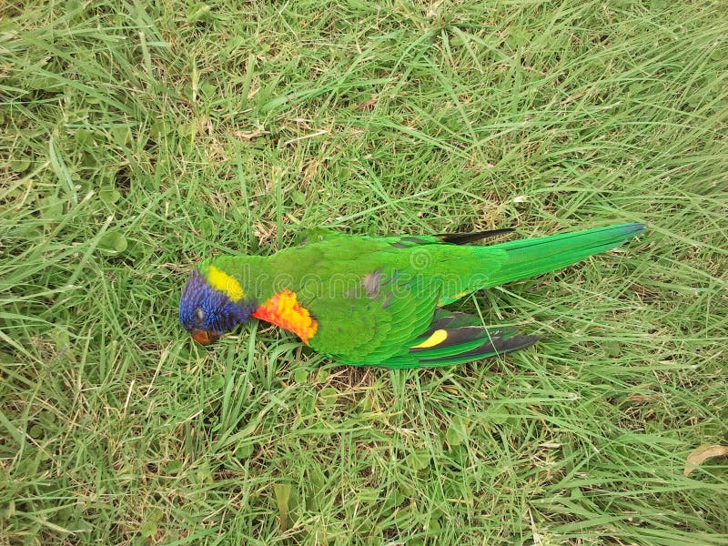 Dead Bird stock photo. Image of beautiful, green, tragic - 78353040