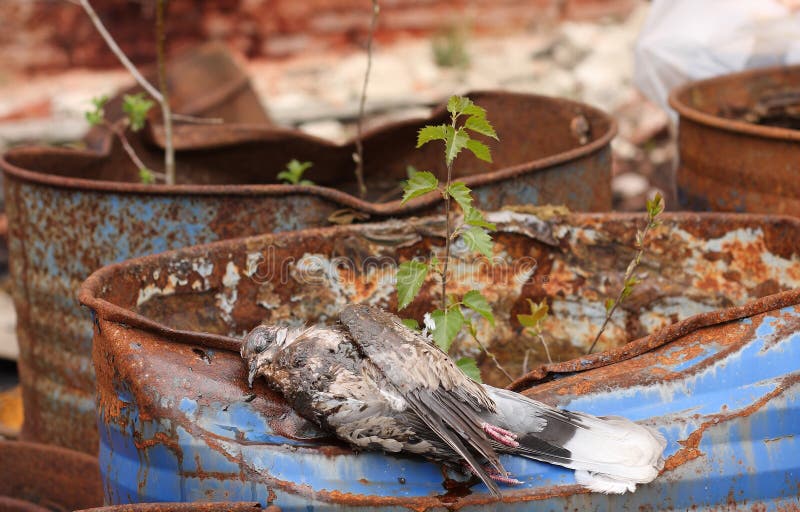 Dead Bird Collared Dove Lying on a Barrel Stock Image - Image of ...