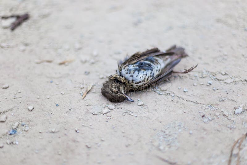 Dead Bird on Concrete Floor Stock Image - Image of environment, detail ...