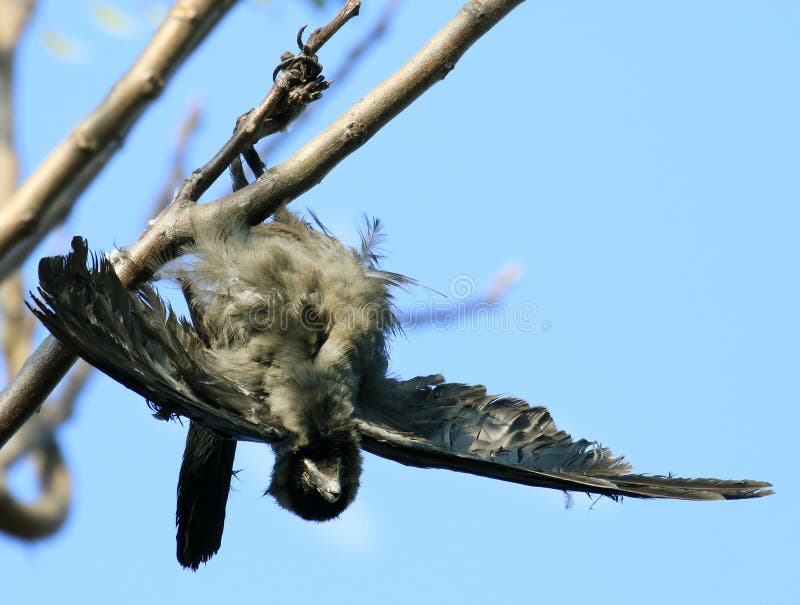 Dead bird stock photo. Image of blue, death, bird, feathers - 107269738