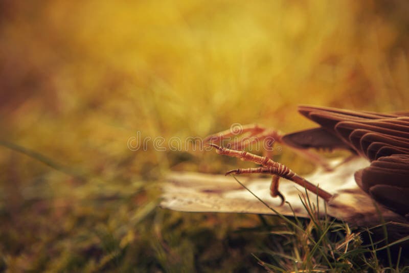 Dead bird, death concept stock image. Image of dead, feet - 37250925