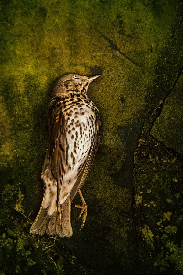 5,784 Sad Bird Stock Photos - Free & Royalty-Free Stock Photos from ...