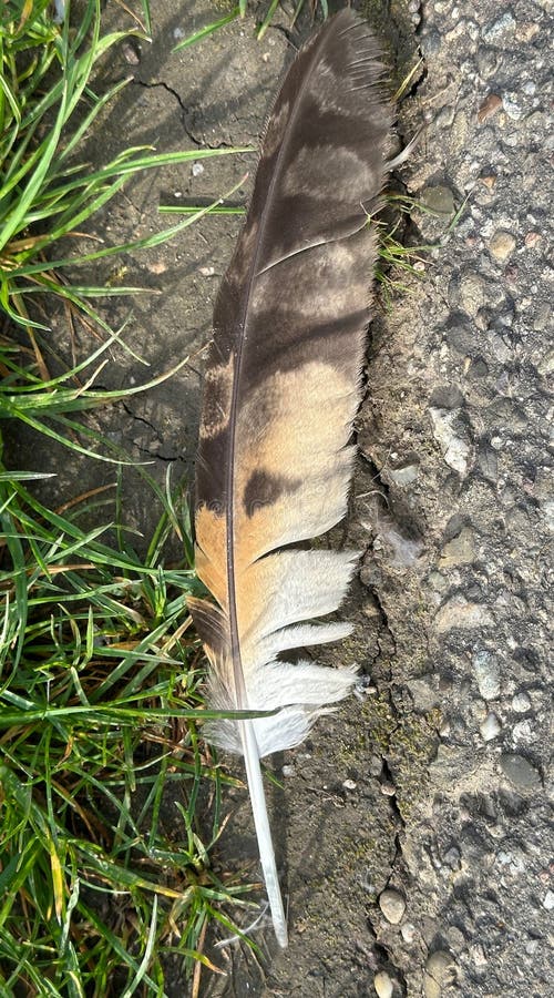 Dead Bird Feathers on the Ground Stock Photo - Image of dead, natural ...