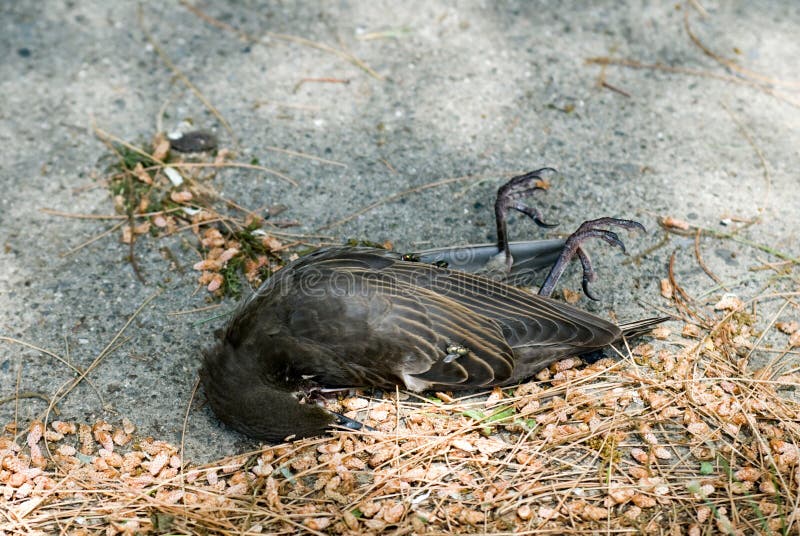 Dead Bird with Flies stock image. Image of feather, deceased - 9688373