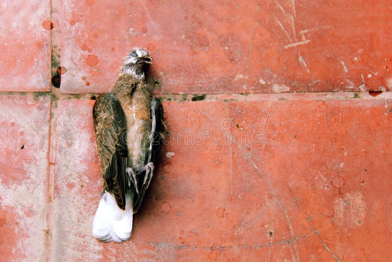 Dead Bird on the Floor, Bird Flu in Asia Stock Photo - Image of feather ...